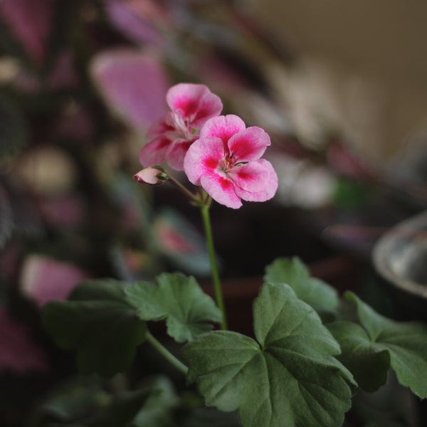 Sage Loves Geranium Oil | Sage Cosmetic Coaching